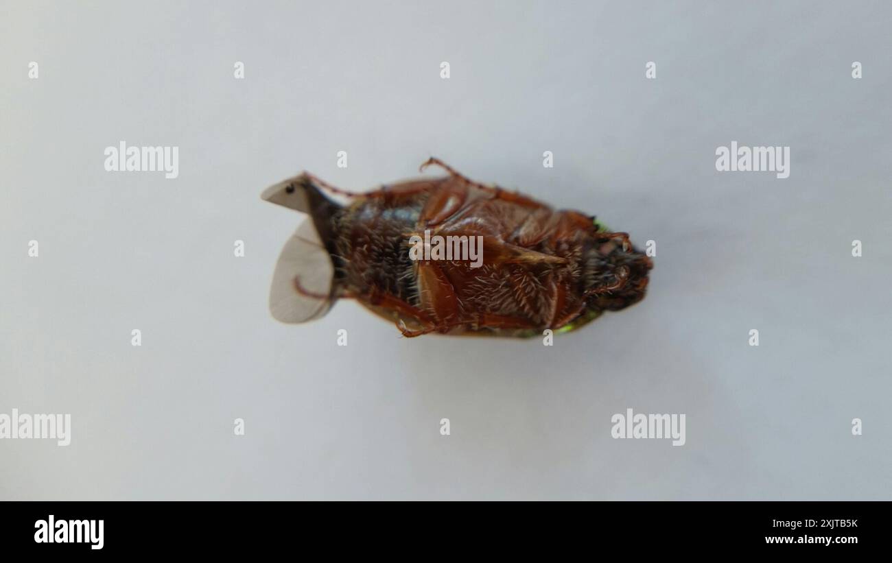 Manuka beetle (Pyronota festiva) Insecta Stock Photo - Alamy