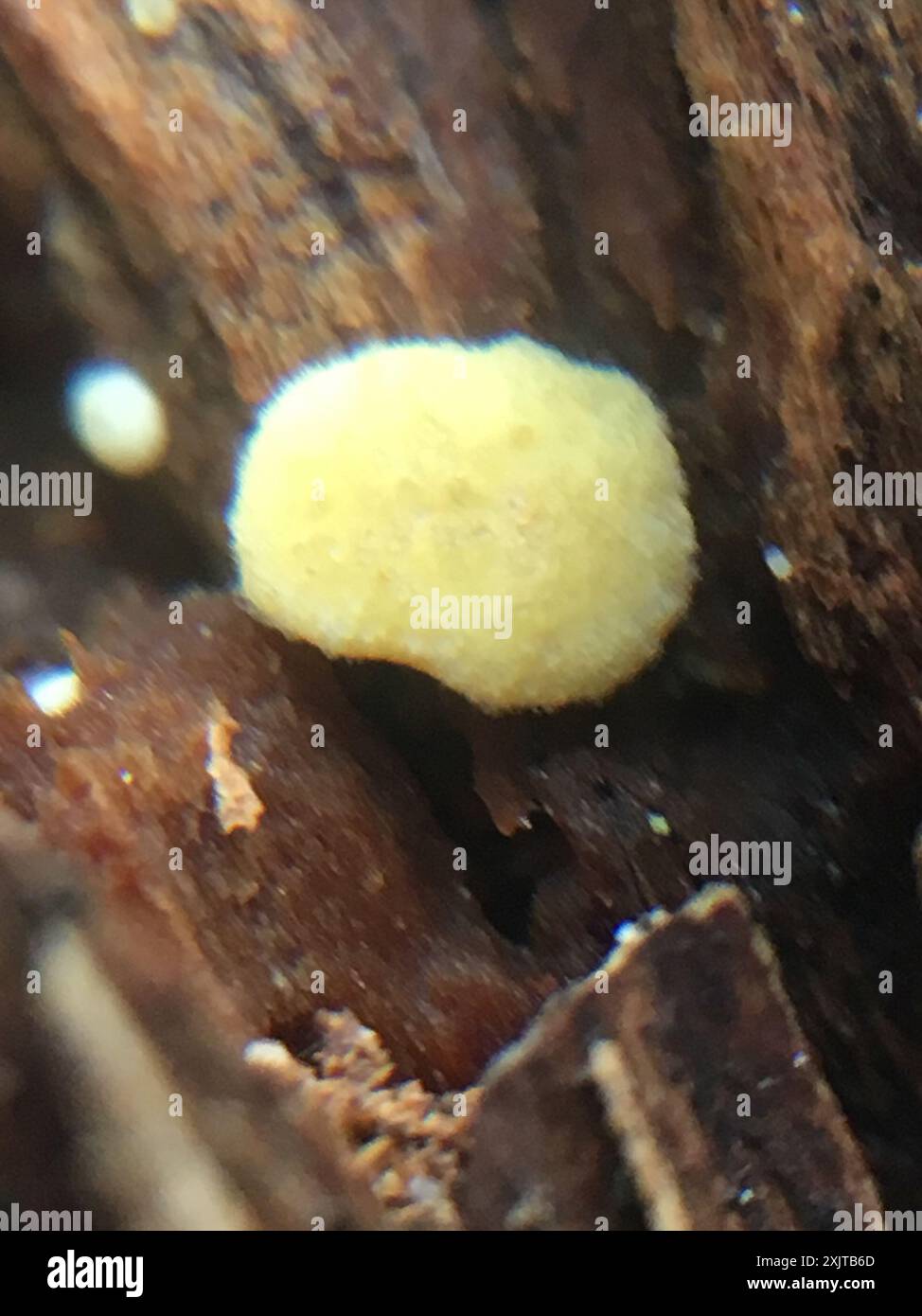 slime molds (Mycetozoa) Protozoa Stock Photo - Alamy