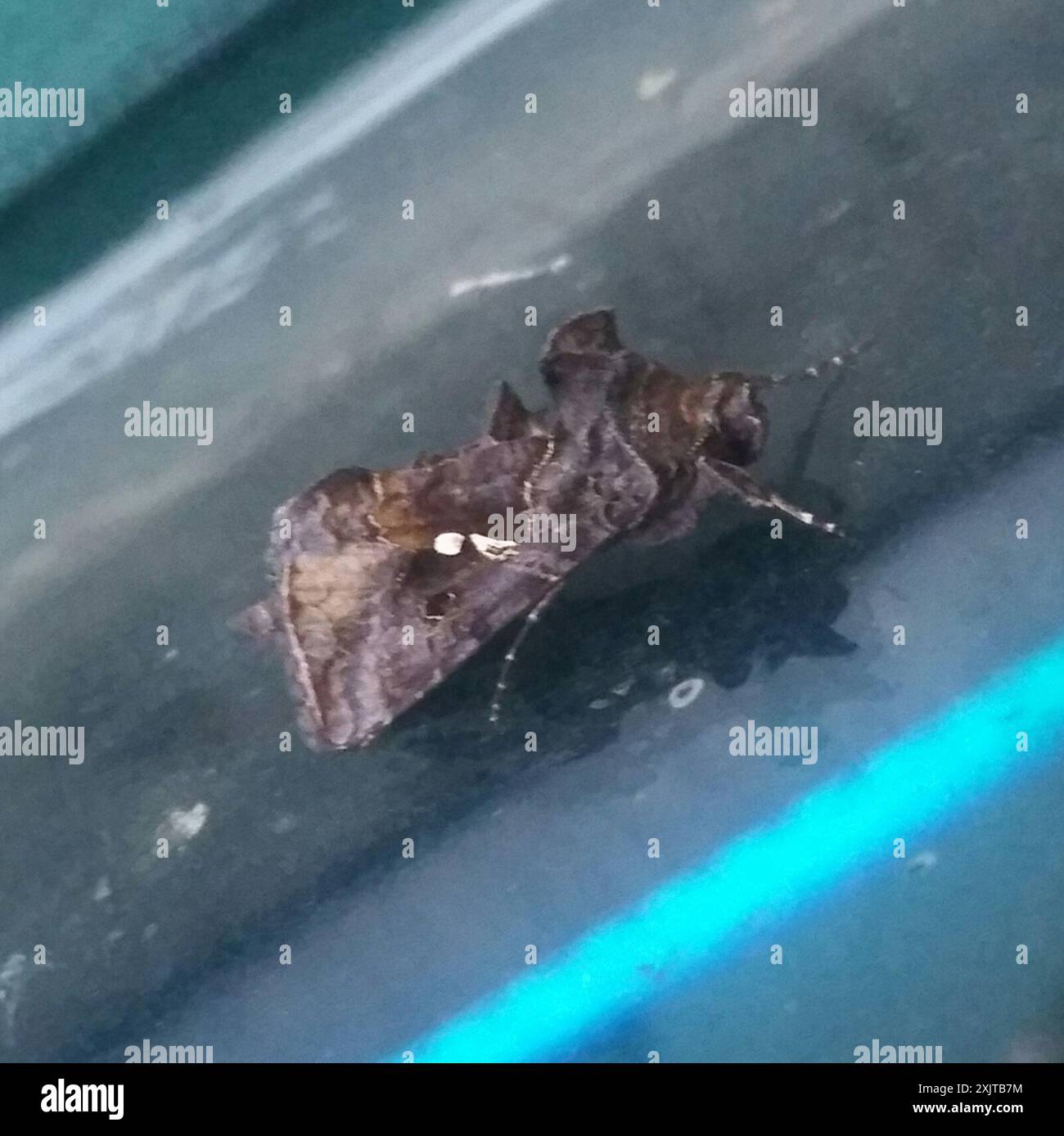 Common Looper Moth (Autographa precationis) Insecta Stock Photo - Alamy