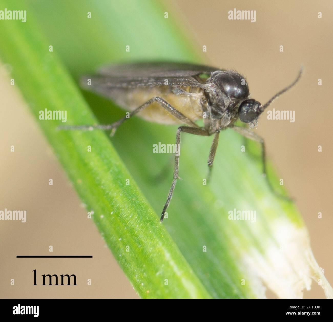 Dark-winged Fungus Gnats (Sciaridae) Insecta Stock Photo - Alamy