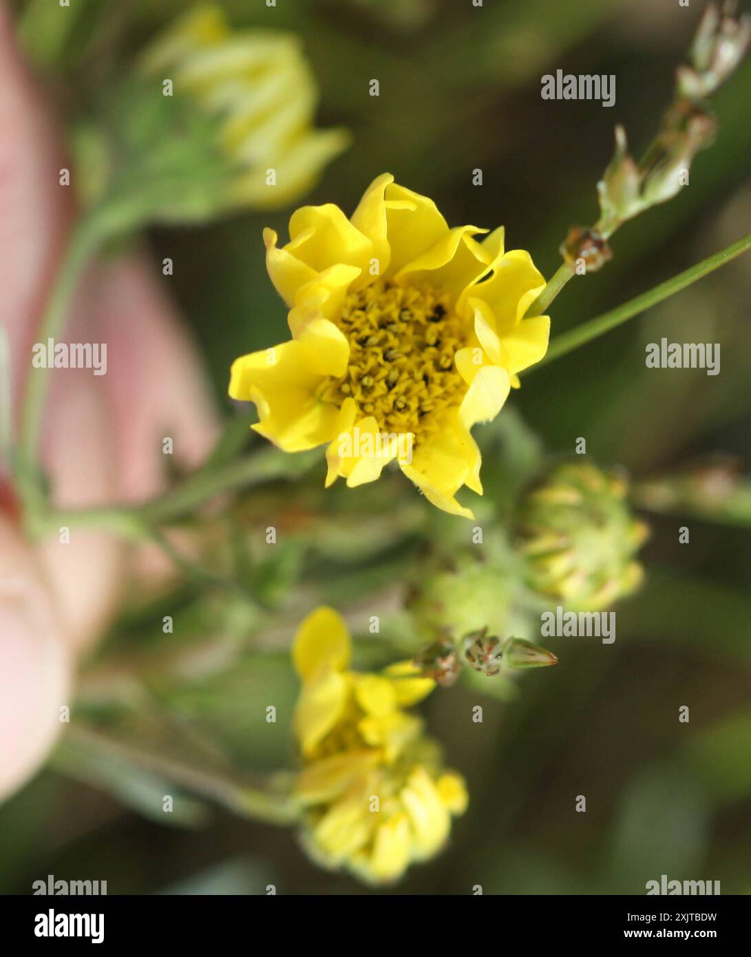 Yellow Hayfield Tarplant (Hemizonia congesta lutescens) Plantae Stock ...