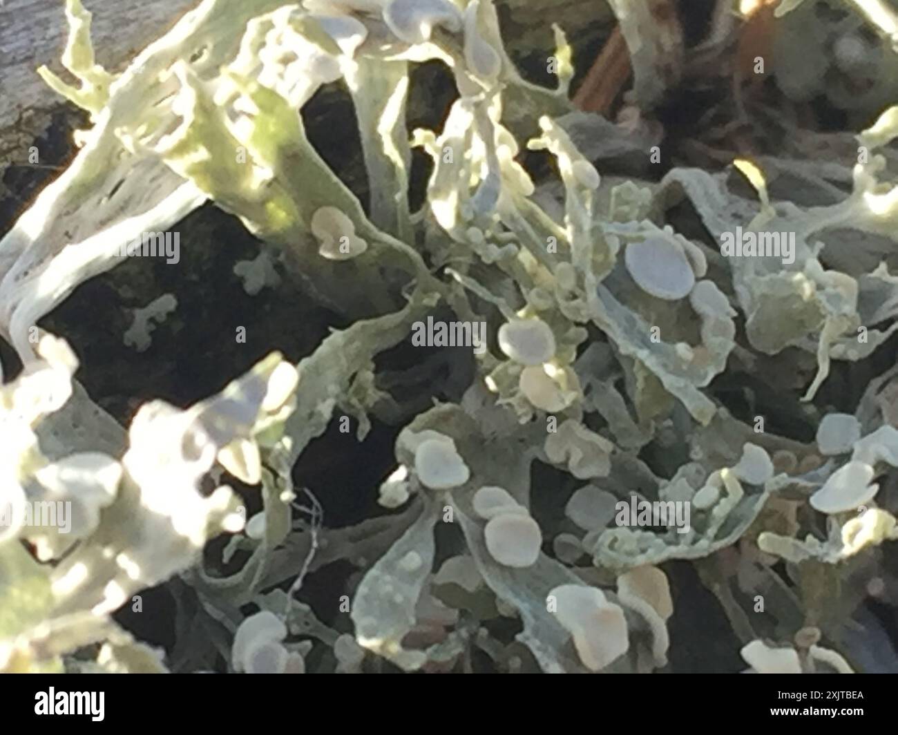 cartilage lichen (Ramalina celastri) Fungi Stock Photo - Alamy