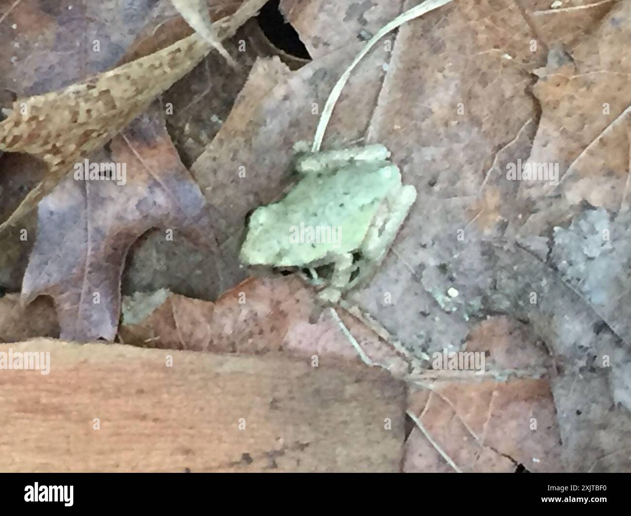 Spring Peeper (Pseudacris crucifer) Amphibia Stock Photo - Alamy