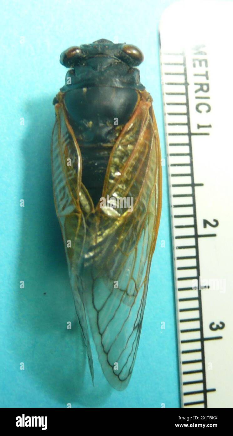 13 year cicada hi-res stock photography and images - Alamy