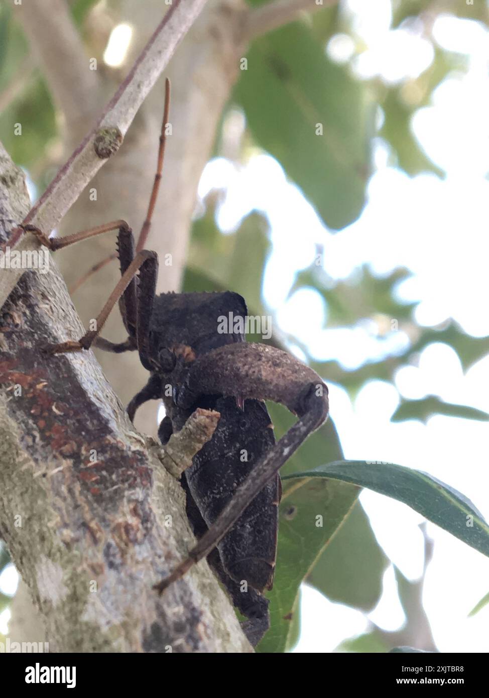 Florida Leaf-footed Bug (Acanthocephala femorata) Insecta Stock Photo ...