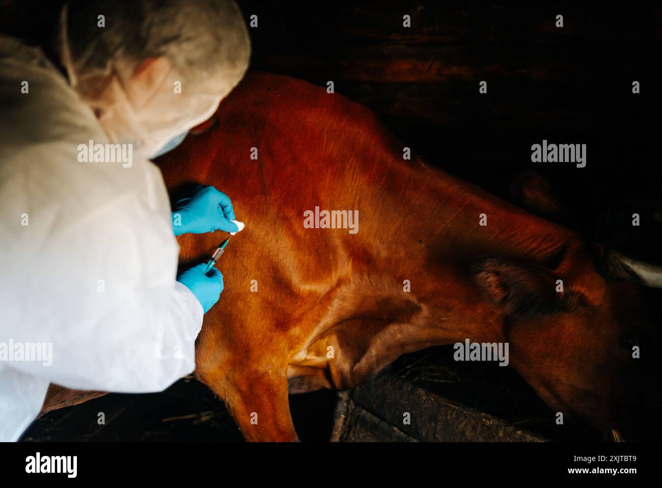 Veterinarian in protective gear administers an injection to a cow ...