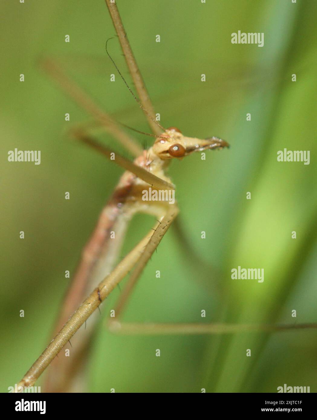 Wingless Hangingfly (Apterobittacus apterus) Insecta Stock Photo - Alamy
