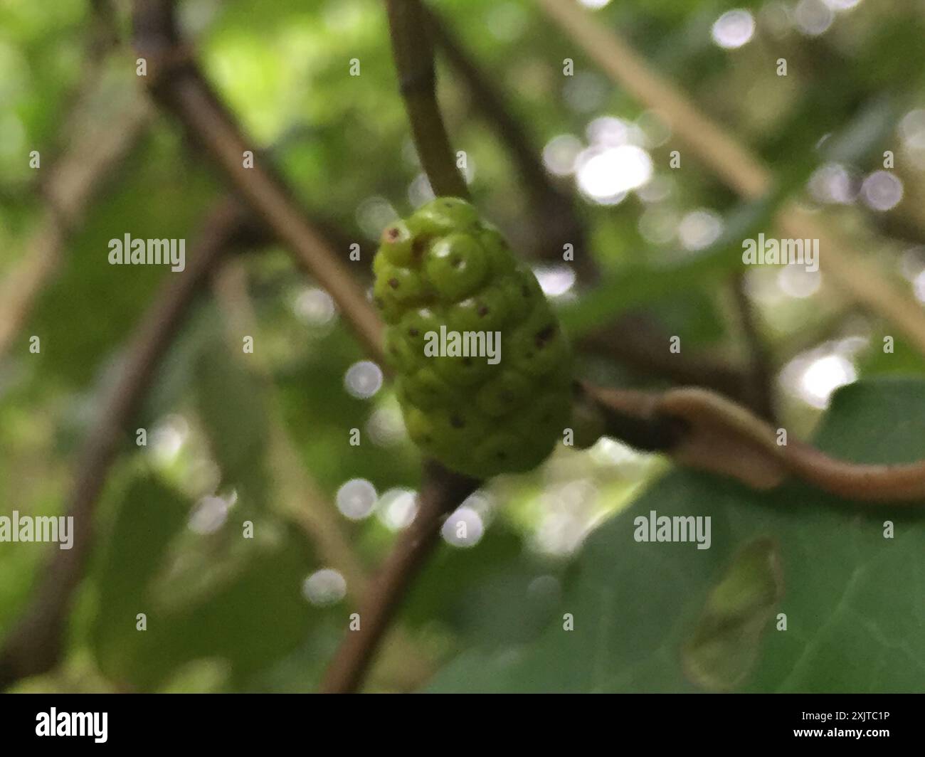 Kawakawa (Piper excelsum excelsum) Plantae Stock Photo - Alamy