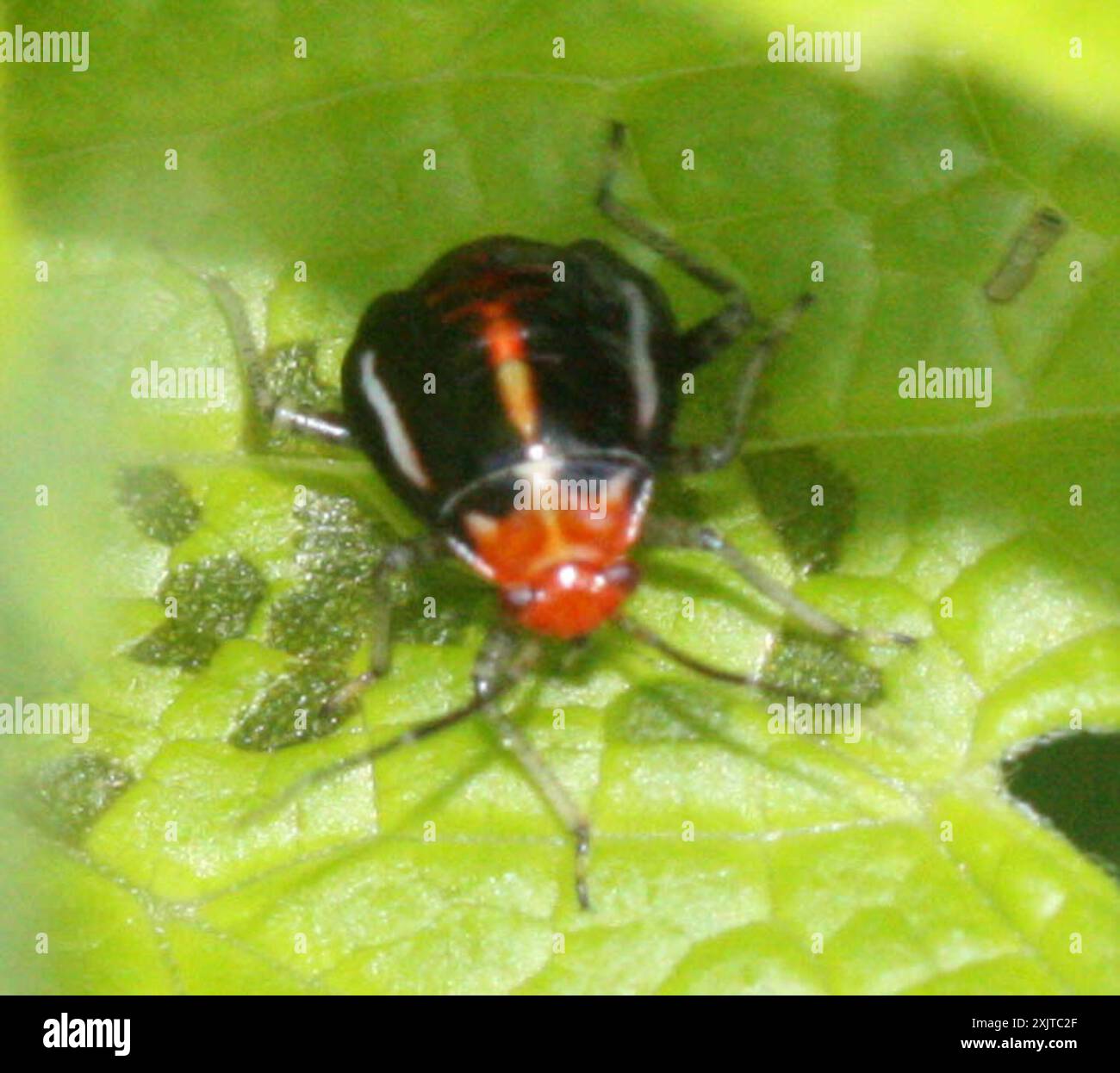 Four-lined Plant Bug (Poecilocapsus lineatus) Insecta Stock Photo - Alamy