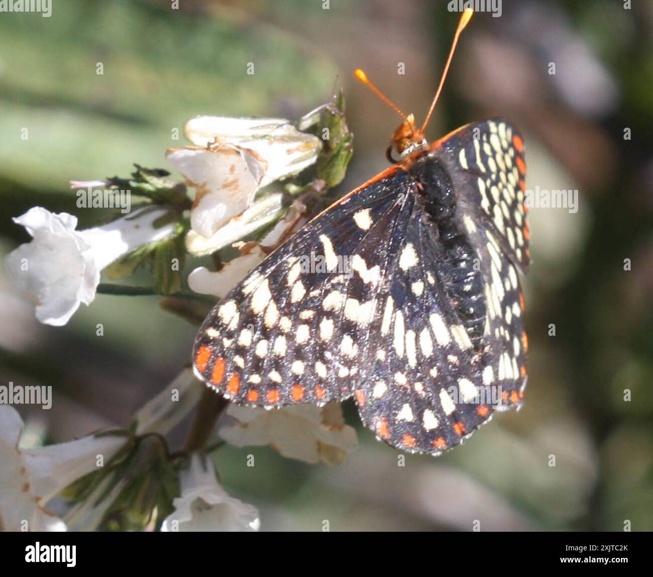 Variable Checkerspot (Euphydryas chalcedona) Insecta Stock Photo - Alamy