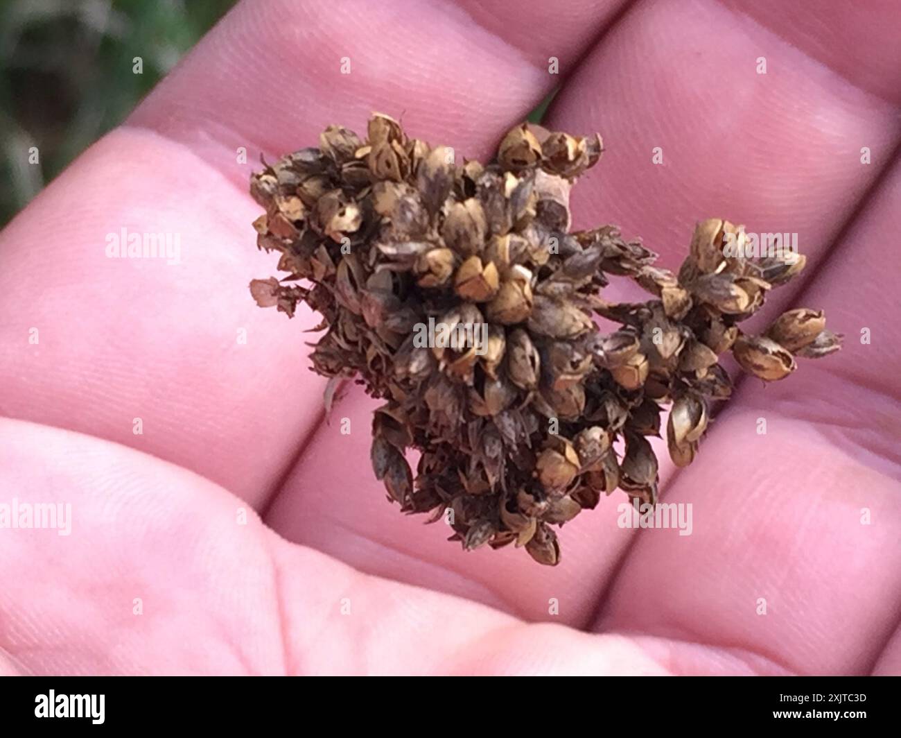 spiny rush (Juncus acutus) Plantae Stock Photo - Alamy
