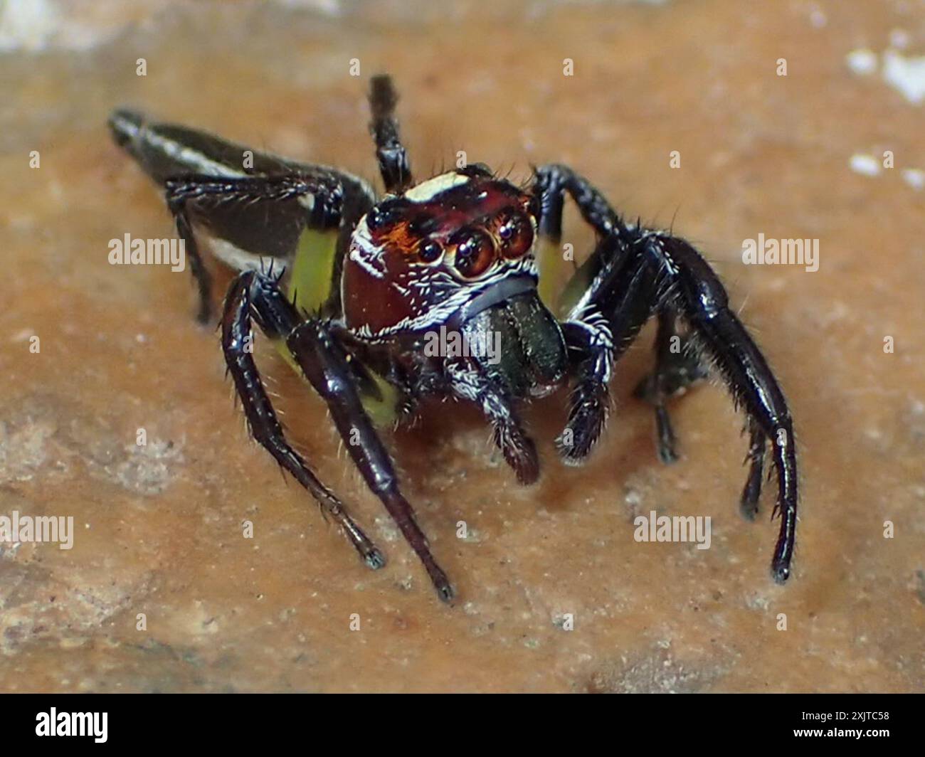 Sylvan Jumping Spider (Colonus sylvanus) Arachnida Stock Photo - Alamy
