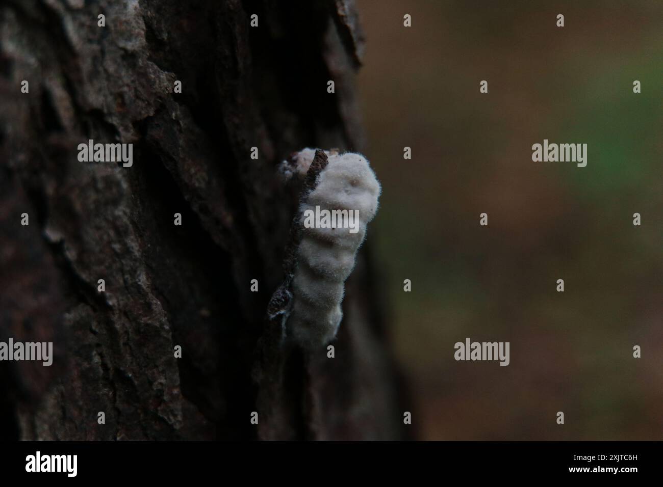 Insect Destroyers (Entomophthorales) Fungi Stock Photo - Alamy