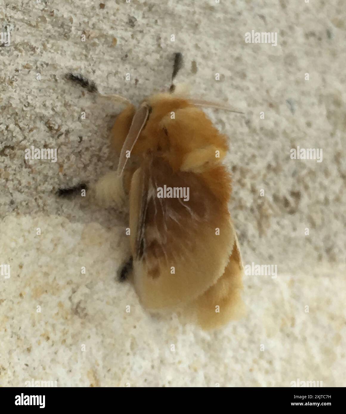 Southern Flannel Moth (Megalopyge opercularis) Insecta Stock Photo - Alamy