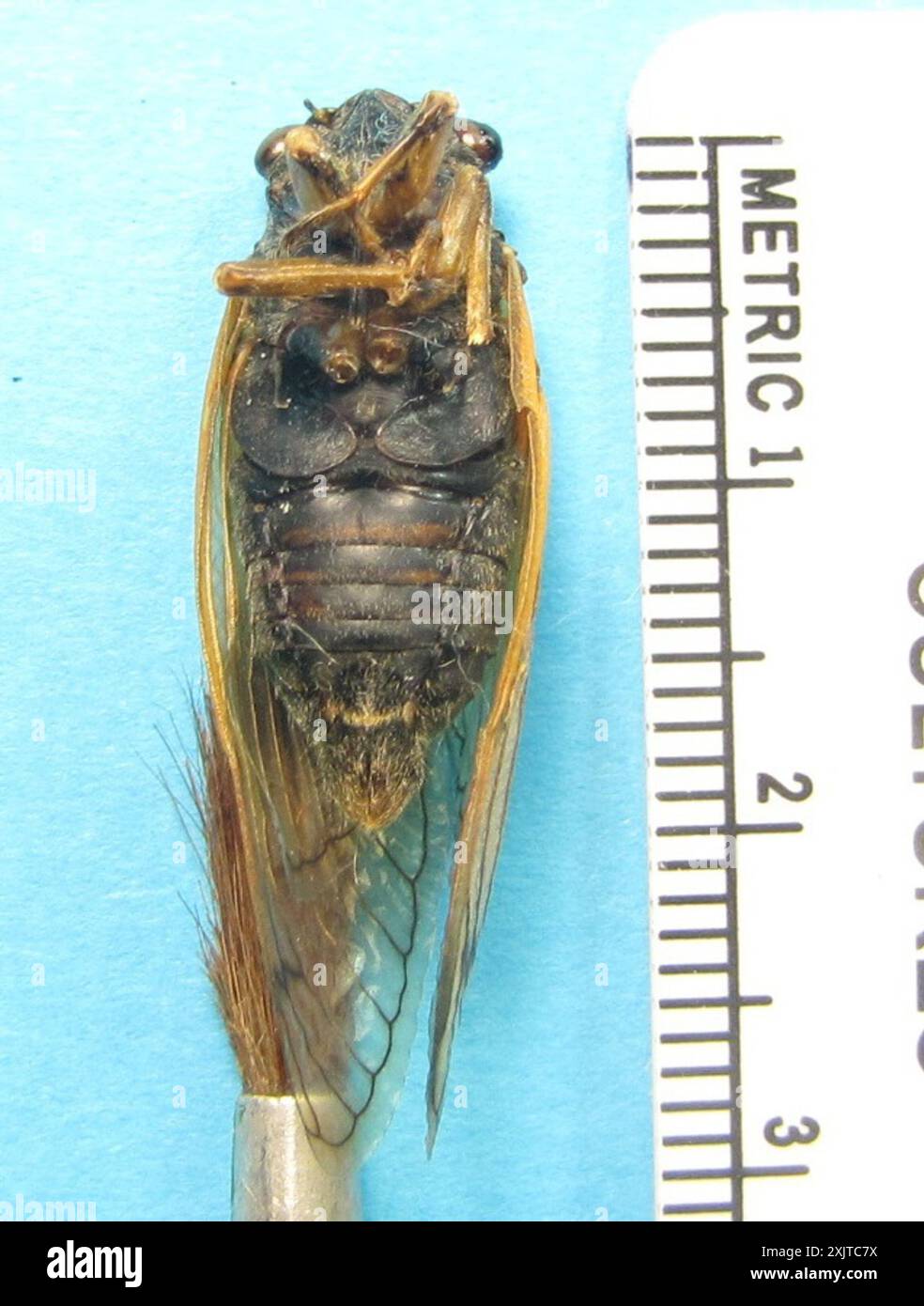 Little 13-Year Cicada (Magicicada tredecula) Insecta Stock Photo - Alamy