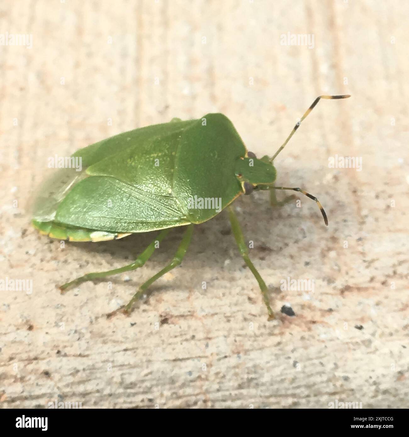 Green Stink Bug (Chinavia hilaris) Insecta Stock Photo - Alamy