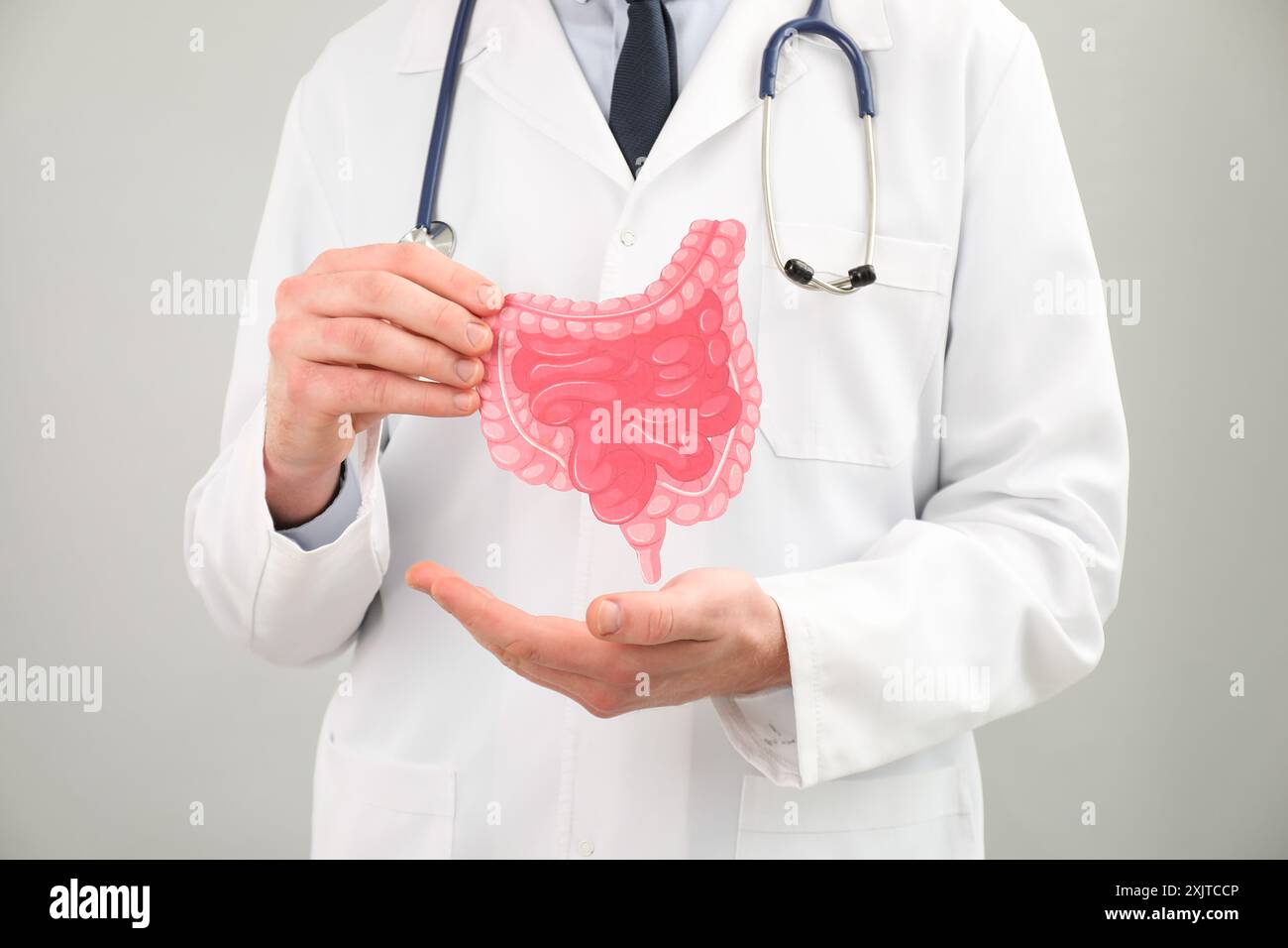Doctor showing paper intestine cutout on grey background, closeup Stock ...