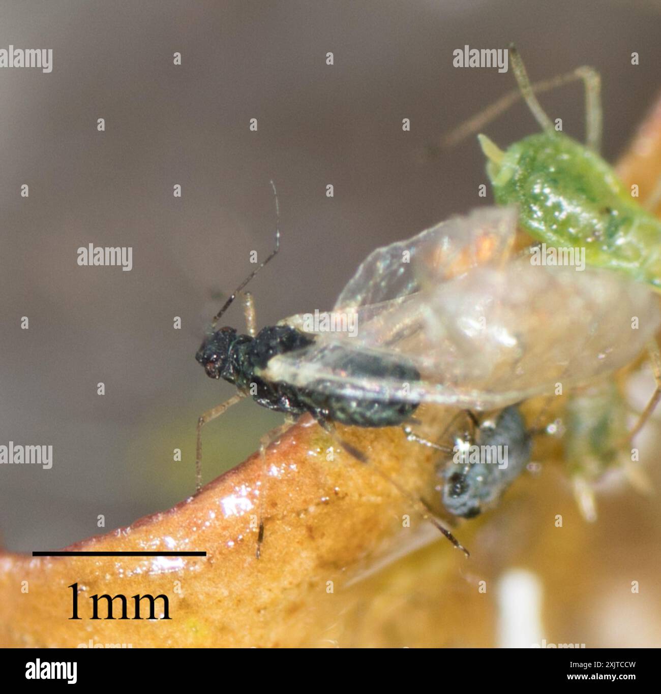 Melon Aphid (Aphis gossypii) Insecta Stock Photo - Alamy