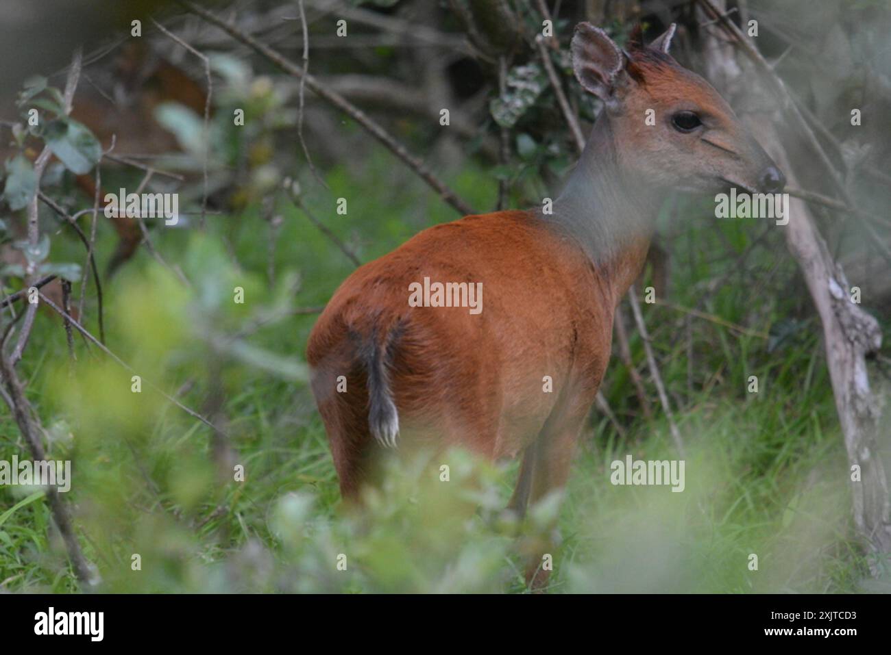 Red Forest Duiker (Cephalophorus natalensis) Mammalia Stock Photo - Alamy