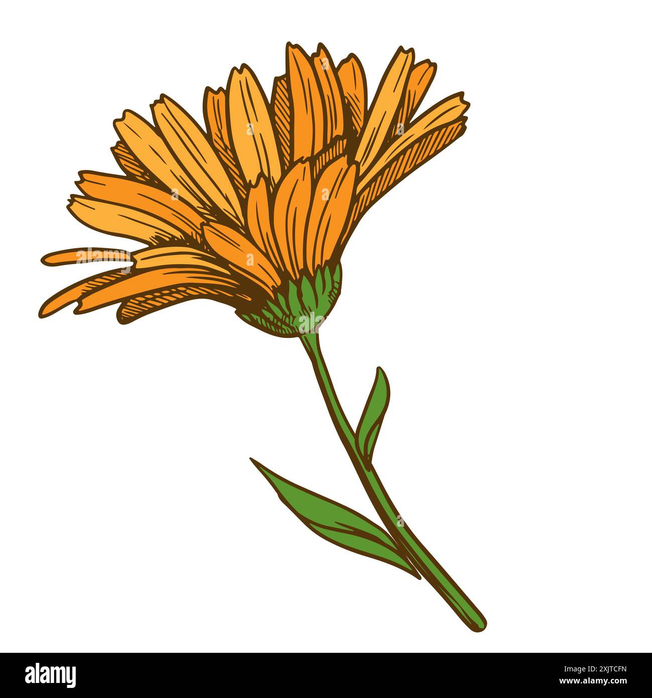 Calendula officinalis tea Stock Vector Images - Alamy