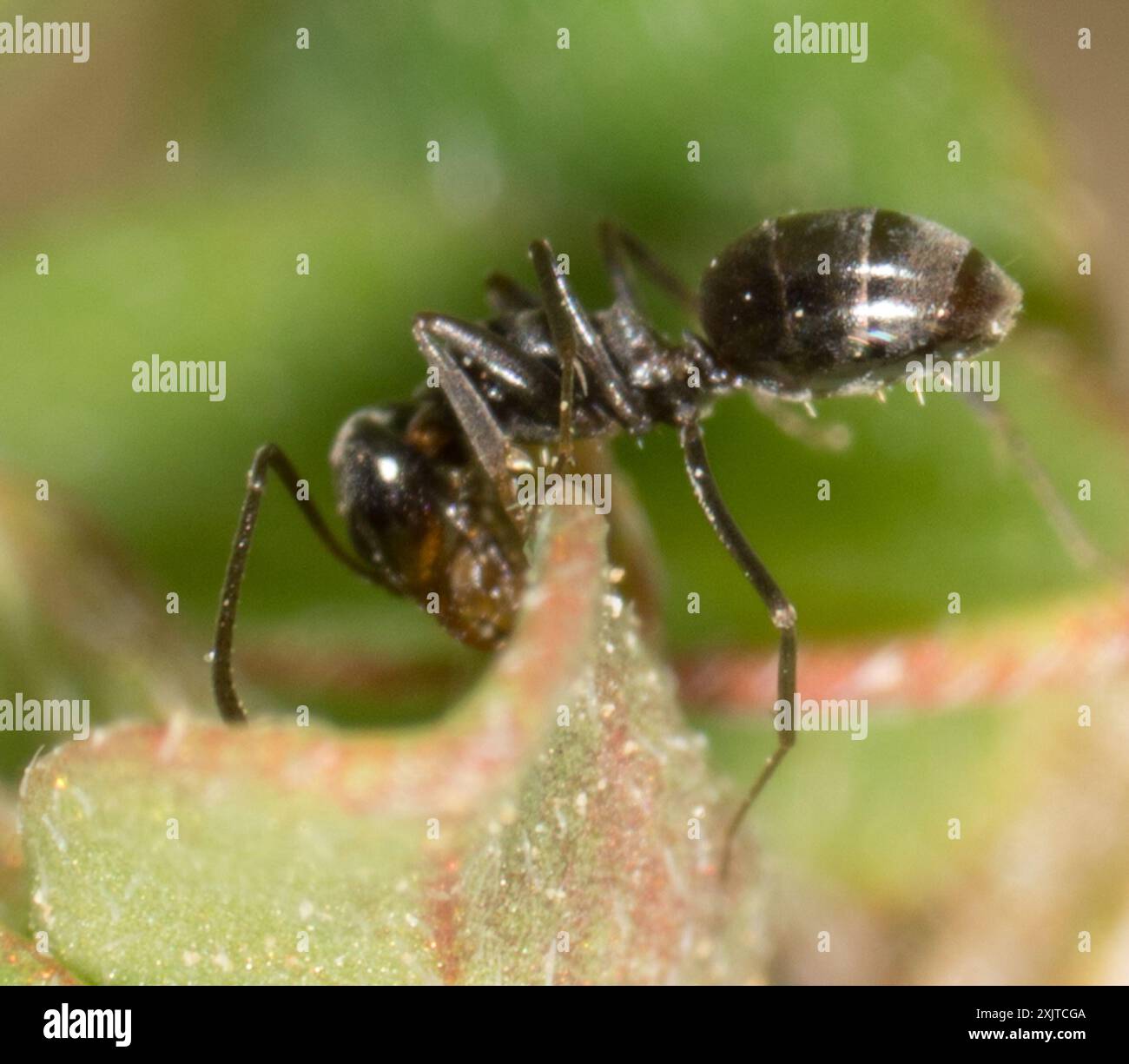 Pyramid Ants (Dorymyrmex) Insecta Stock Photo - Alamy