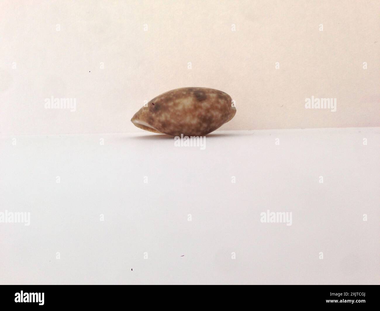 Common Atlantic Bubble (Bulla striata) Mollusca Stock Photo - Alamy