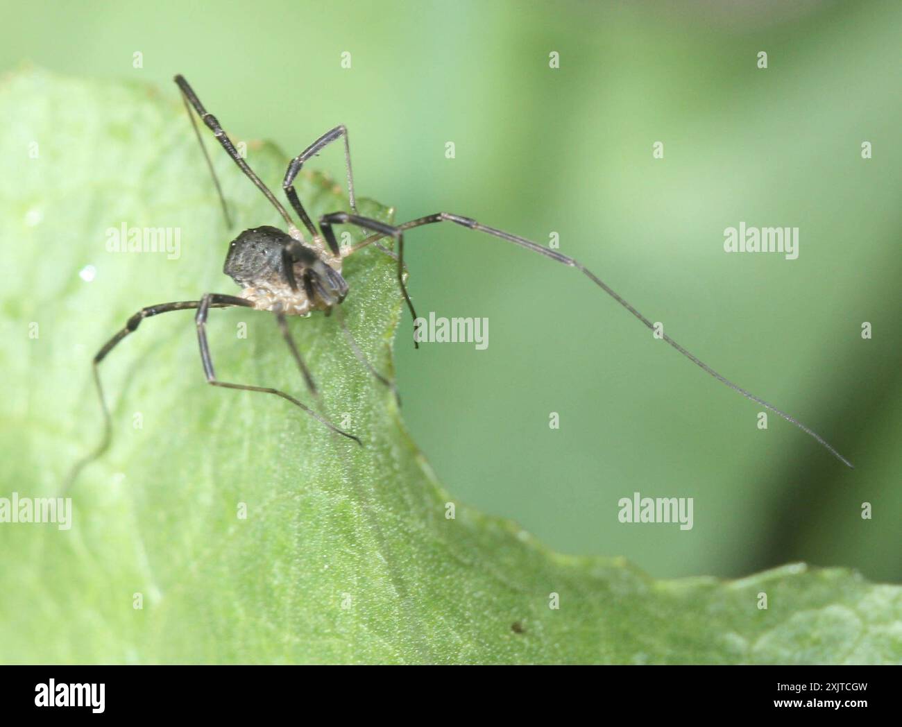 Protolophus hi-res stock photography and images - Alamy