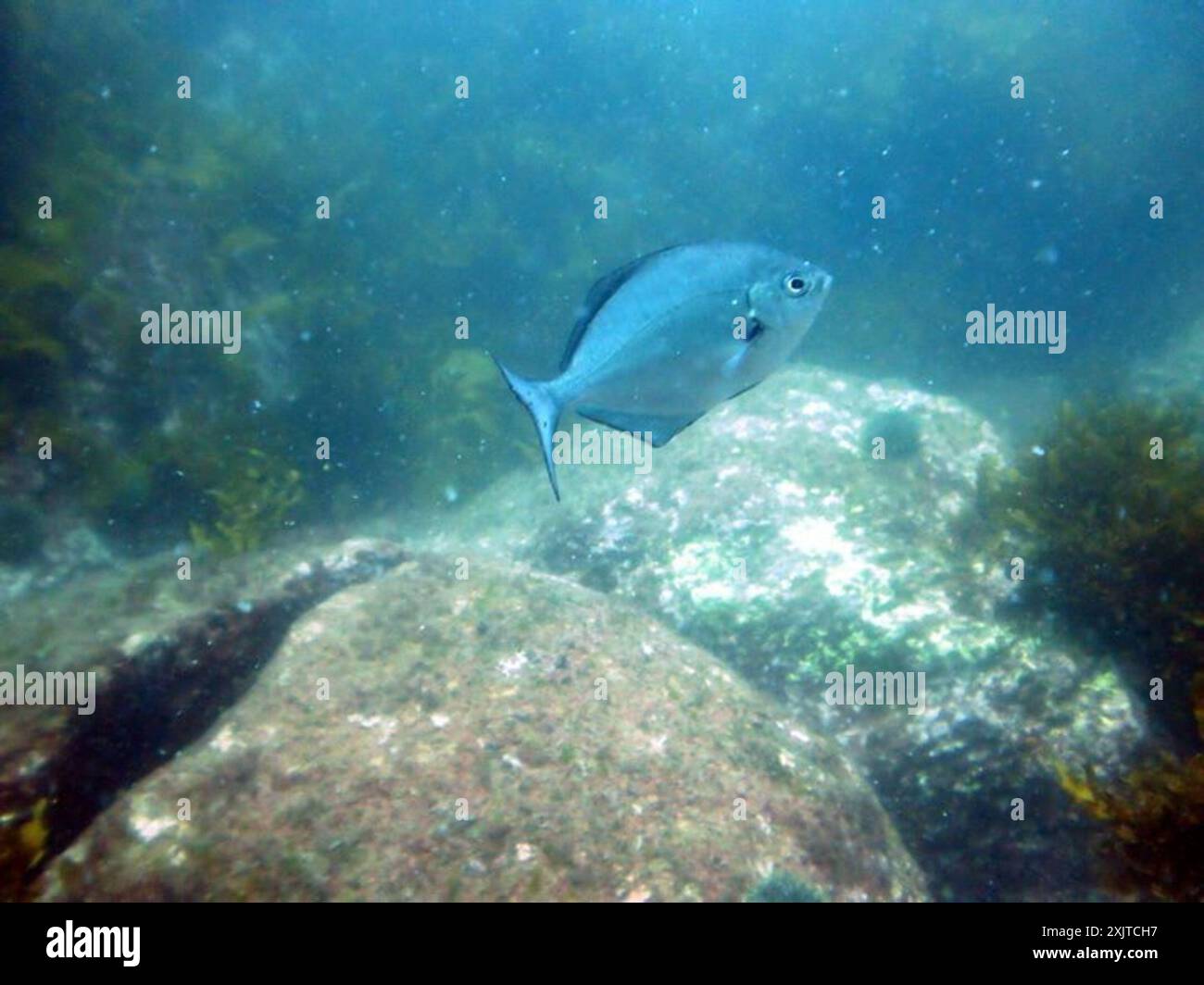 Silver Sweep (Scorpis lineolata) Actinopterygii Stock Photo - Alamy
