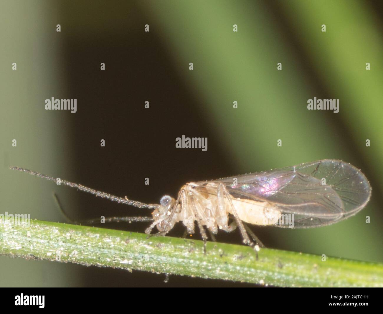 Barklice, Booklice, and Parasitic Lice (Psocodea) Insecta Stock Photo ...
