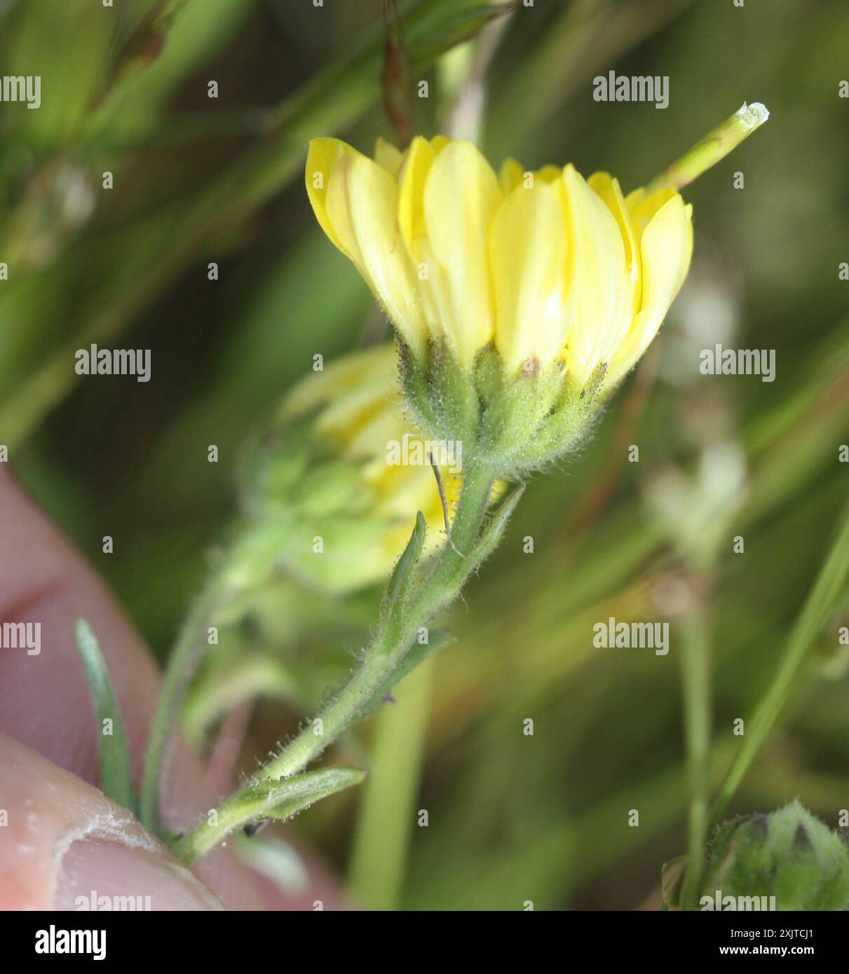 Yellow Hayfield Tarplant (Hemizonia congesta lutescens) Plantae Stock ...