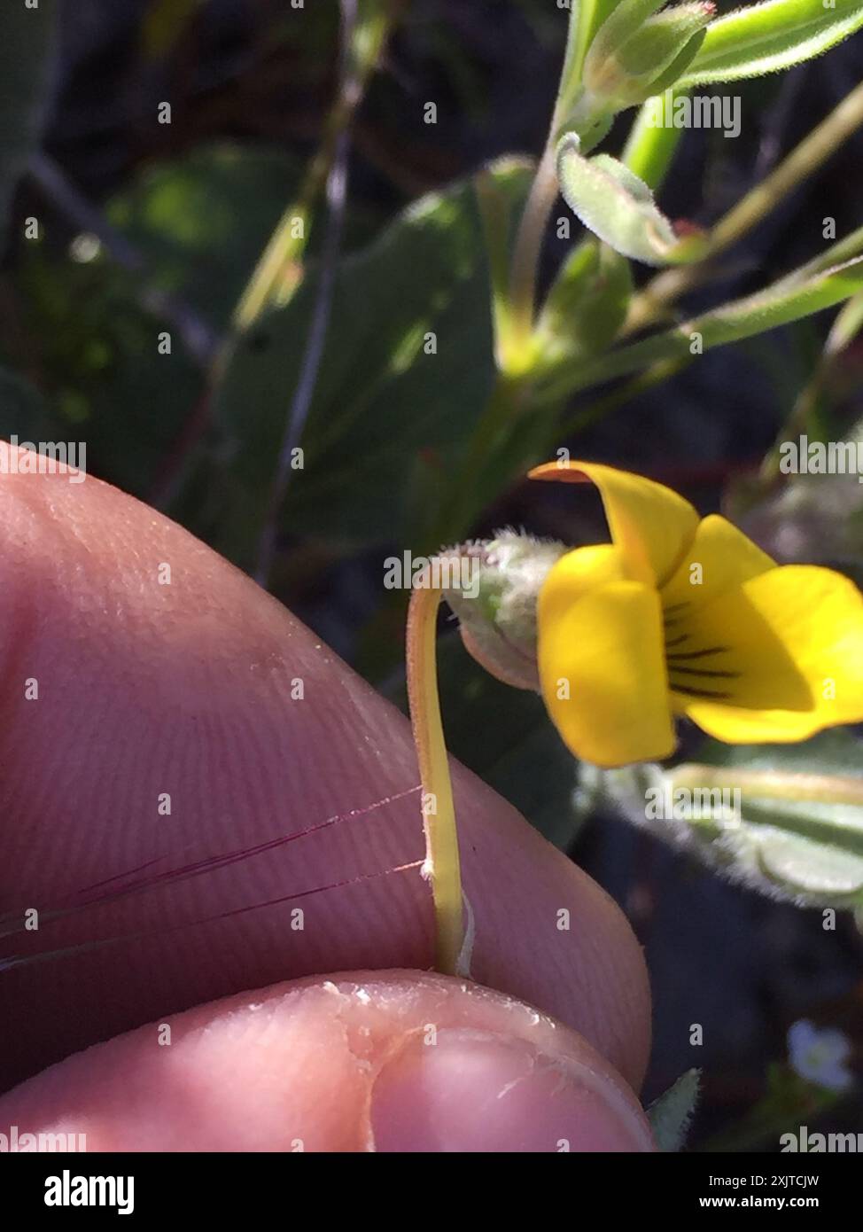 Goosefoot violet (Viola purpurea) Plantae Stock Photo - Alamy