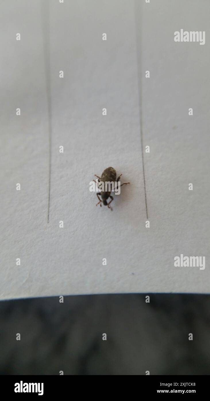 Argentine Stem Weevil (Listronotus bonariensis) Insecta Stock Photo - Alamy