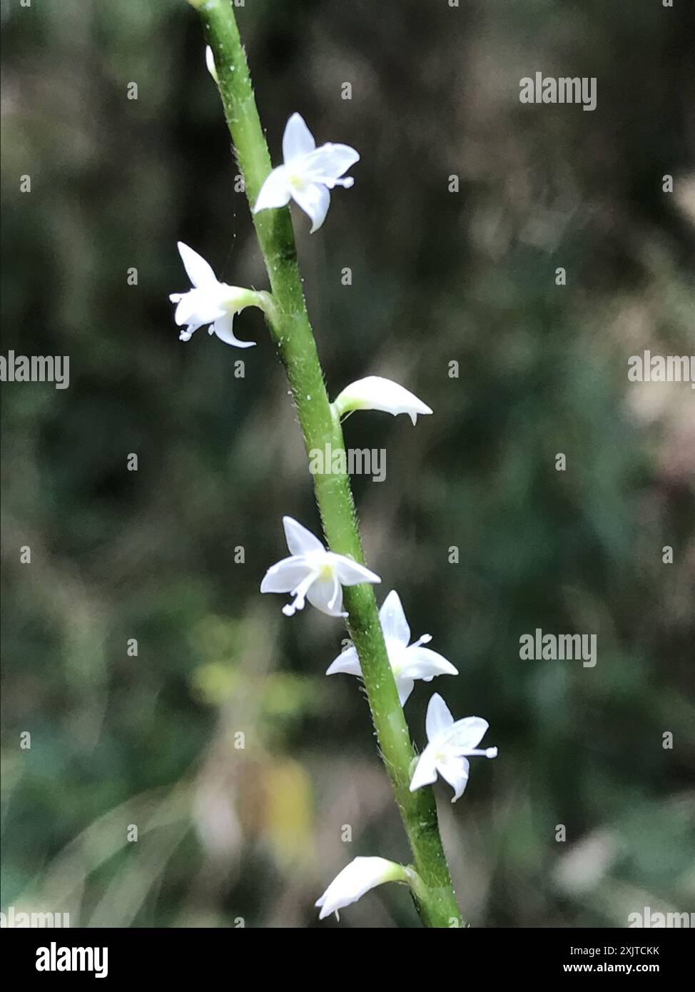 American jumpseed (Persicaria virginiana) Plantae Stock Photo - Alamy