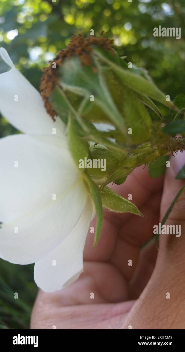 Macartney's rose (Rosa bracteata) Plantae Stock Photo - Alamy