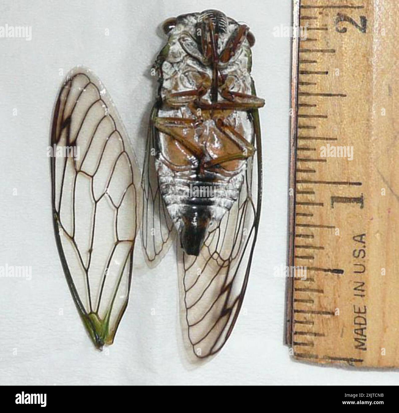 Coastal Scissors Grinder Cicada (Neotibicen latifasciatus) Insecta ...