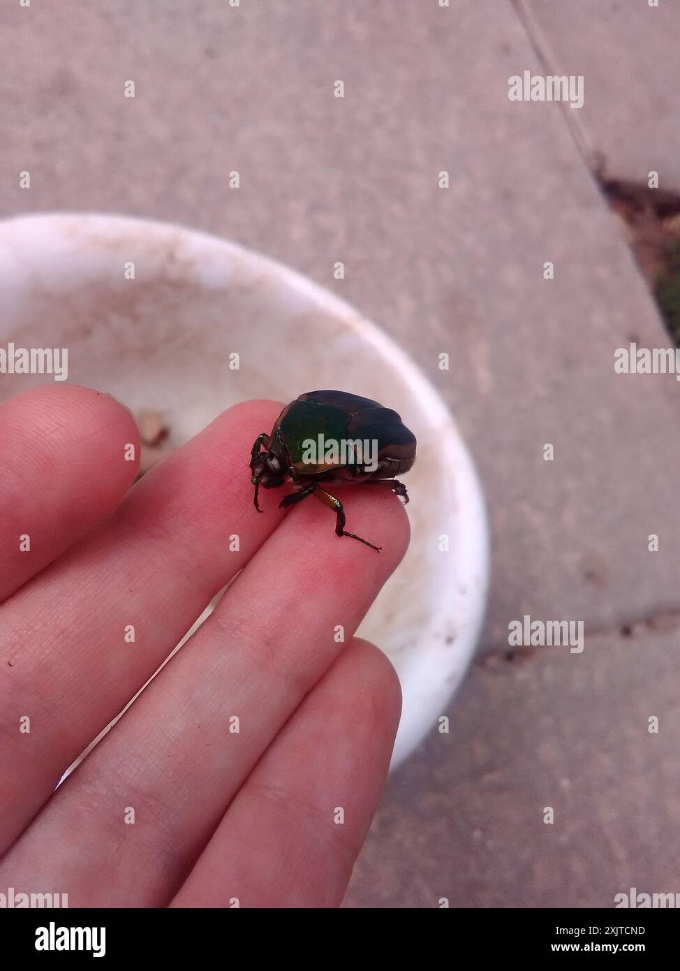 Common Green June Beetle (Cotinis nitida) Insecta Stock Photo - Alamy