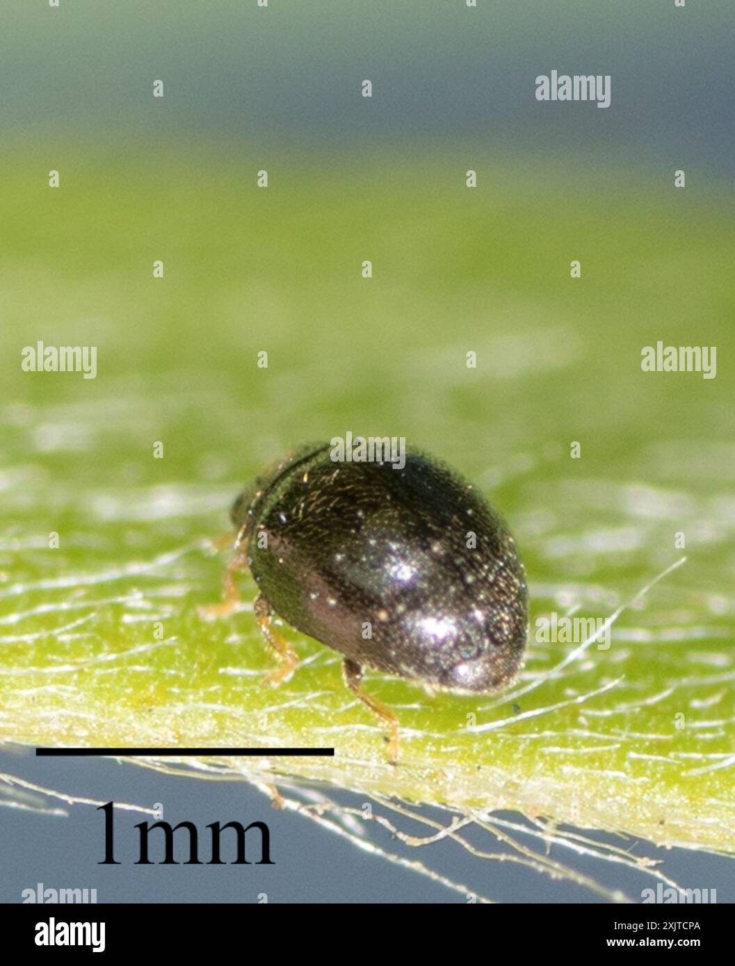 Spider Mite Destroyer (Stethorus punctum) Insecta Stock Photo - Alamy