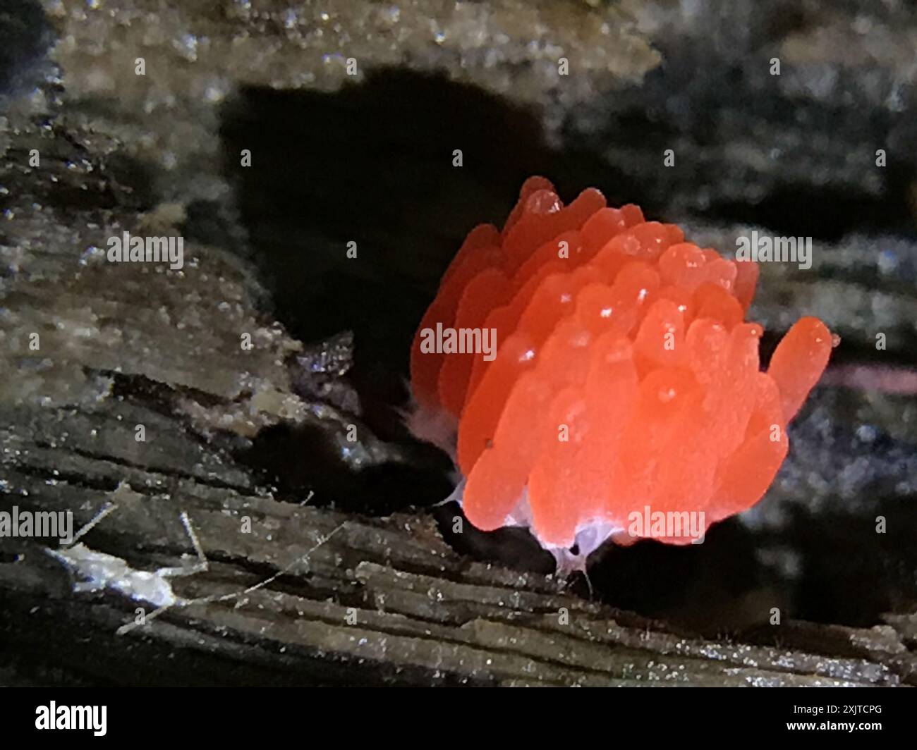Red Raspberry Slime Mold (Tubifera ferruginosa) Protozoa Stock Photo ...