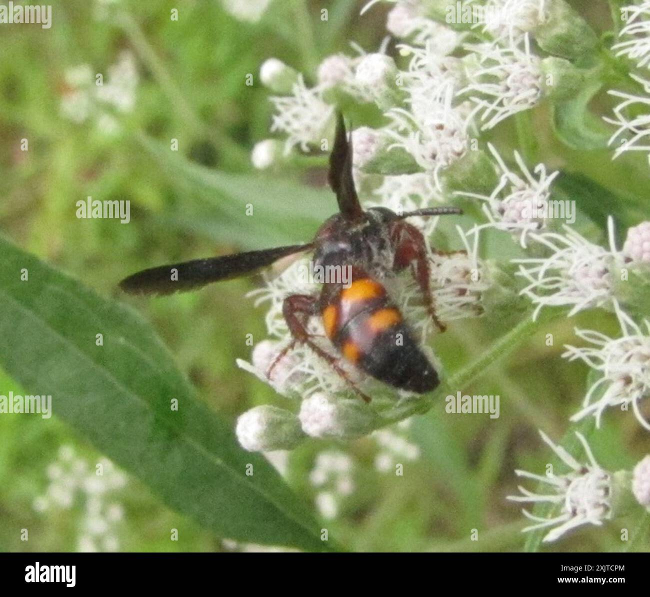 Noble scoliid wasp hi-res stock photography and images - Alamy
