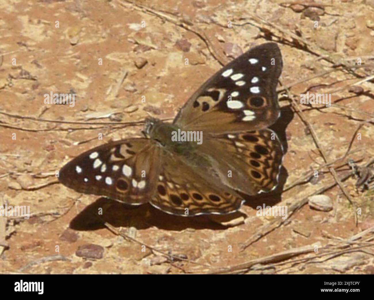 Hackberry Emperor (Asterocampa celtis) Insecta Stock Photo - Alamy