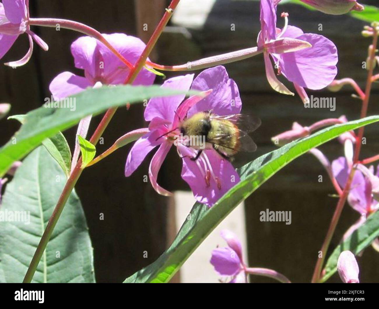 Great Basin Bumble Bee (Bombus centralis) Insecta Stock Photo - Alamy