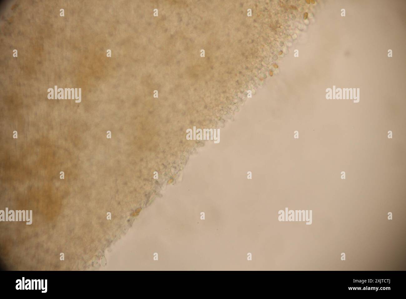 Common Conecap (Pholiotina rugosa) Fungi Stock Photo - Alamy