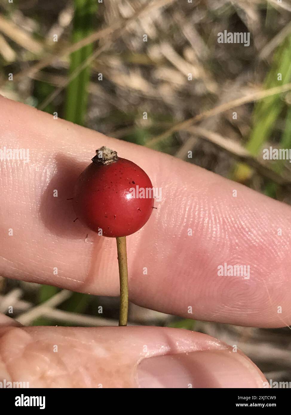 Carolina rose (Rosa carolina) Plantae Stock Photo - Alamy