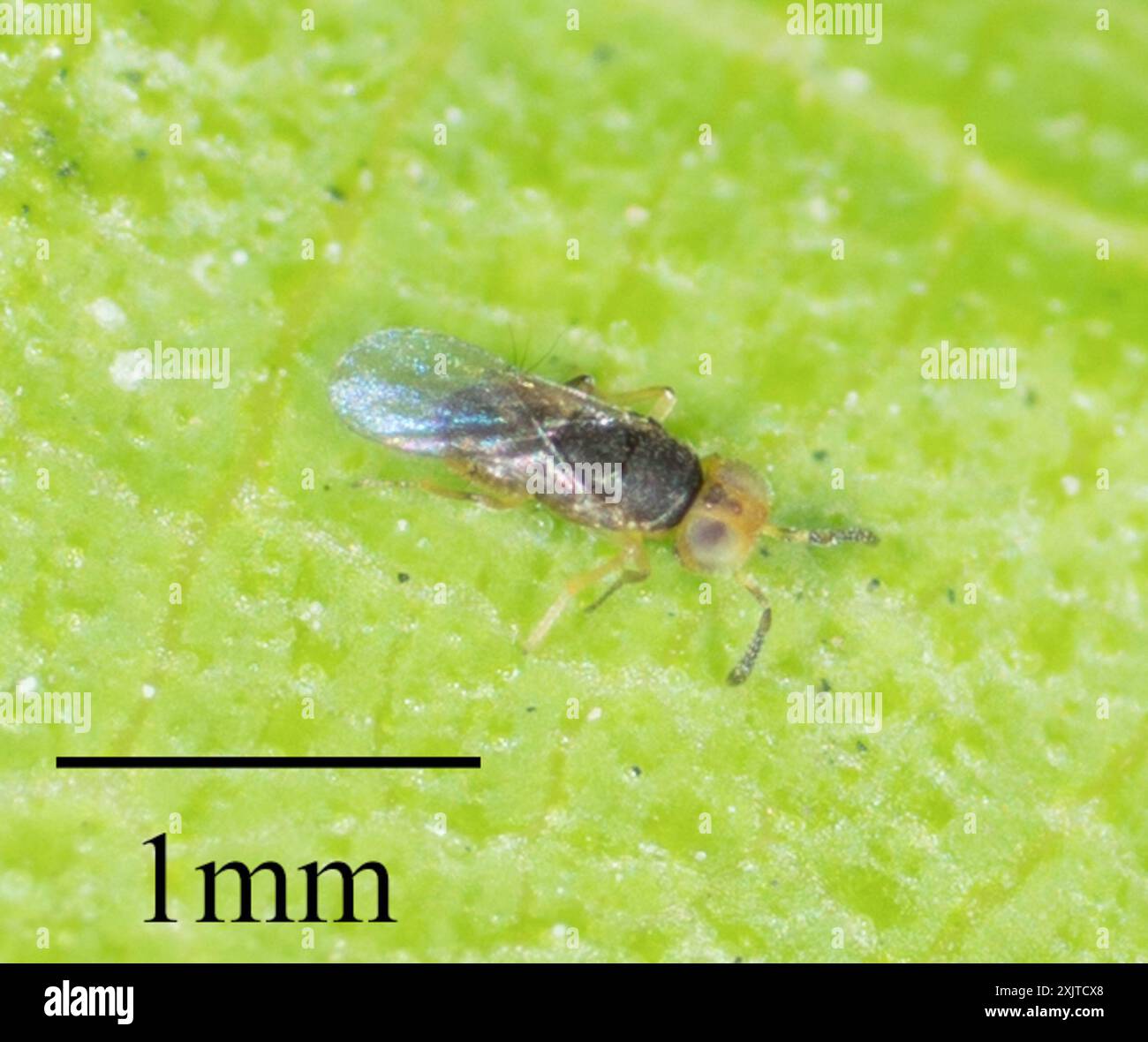 Encyrtidae hi-res stock photography and images - Alamy