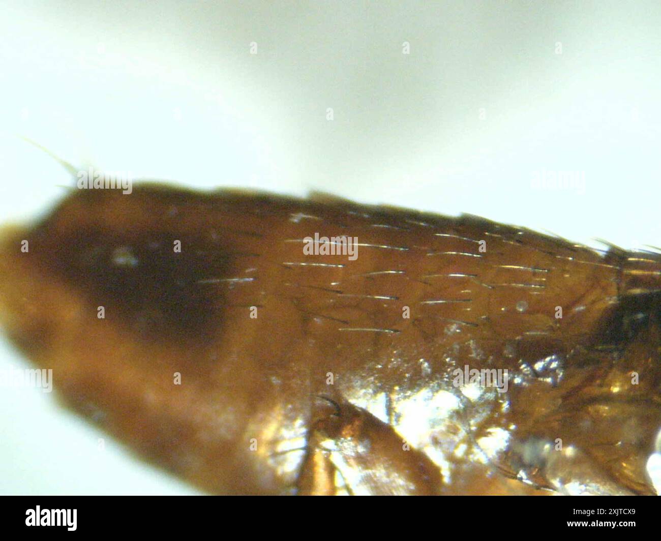 Rodent and Bird Fleas (Ceratophyllidae) Insecta Stock Photo - Alamy