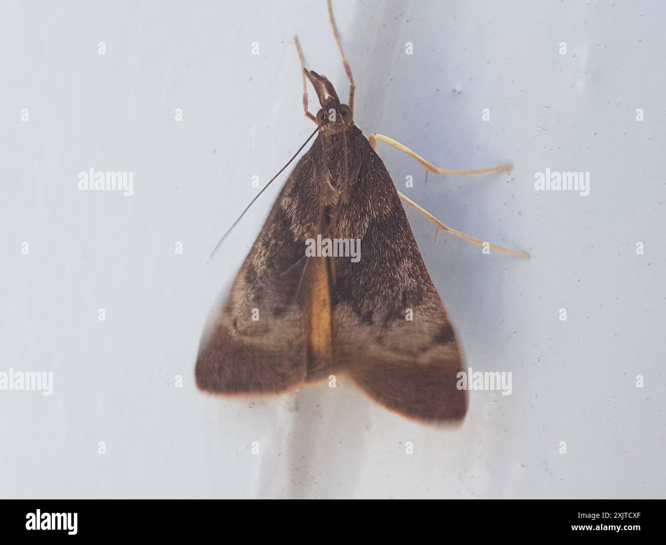 Maorialis hi-res stock photography and images - Alamy