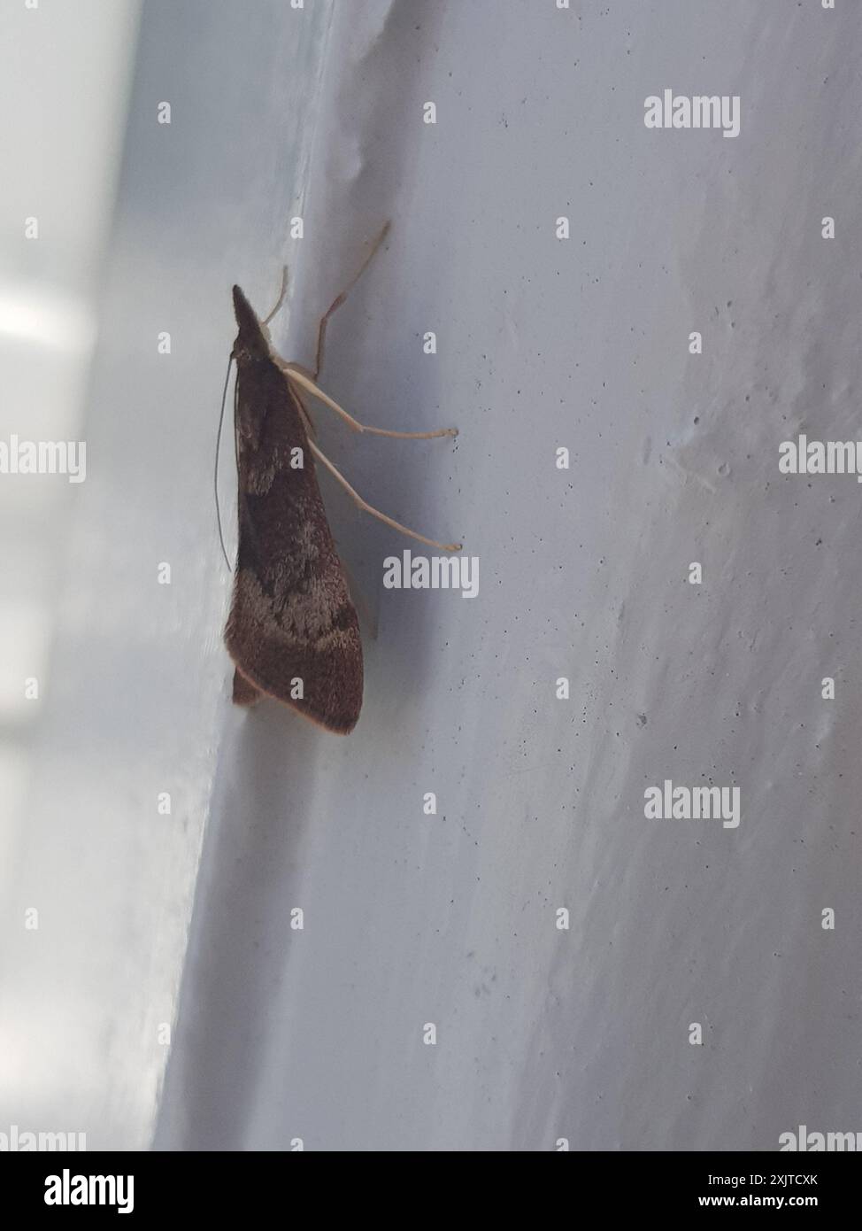 Kowhai moth (Uresiphita maorialis) Insecta Stock Photo - Alamy