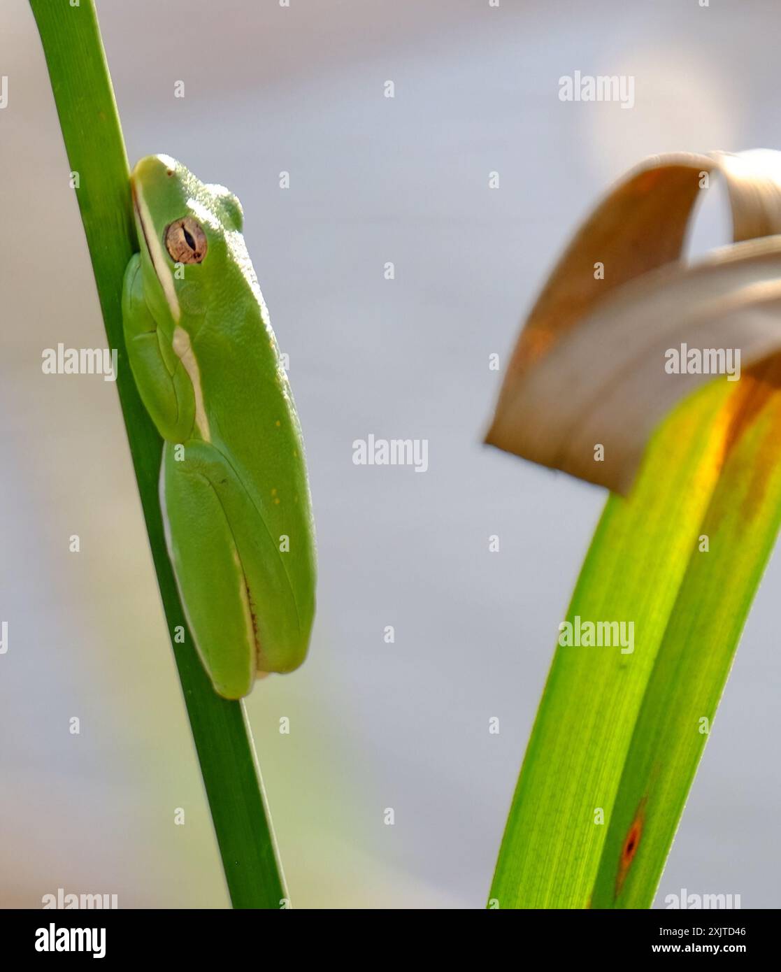 Green Treefrog (Hyla cinerea) Amphibia Stock Photo - Alamy