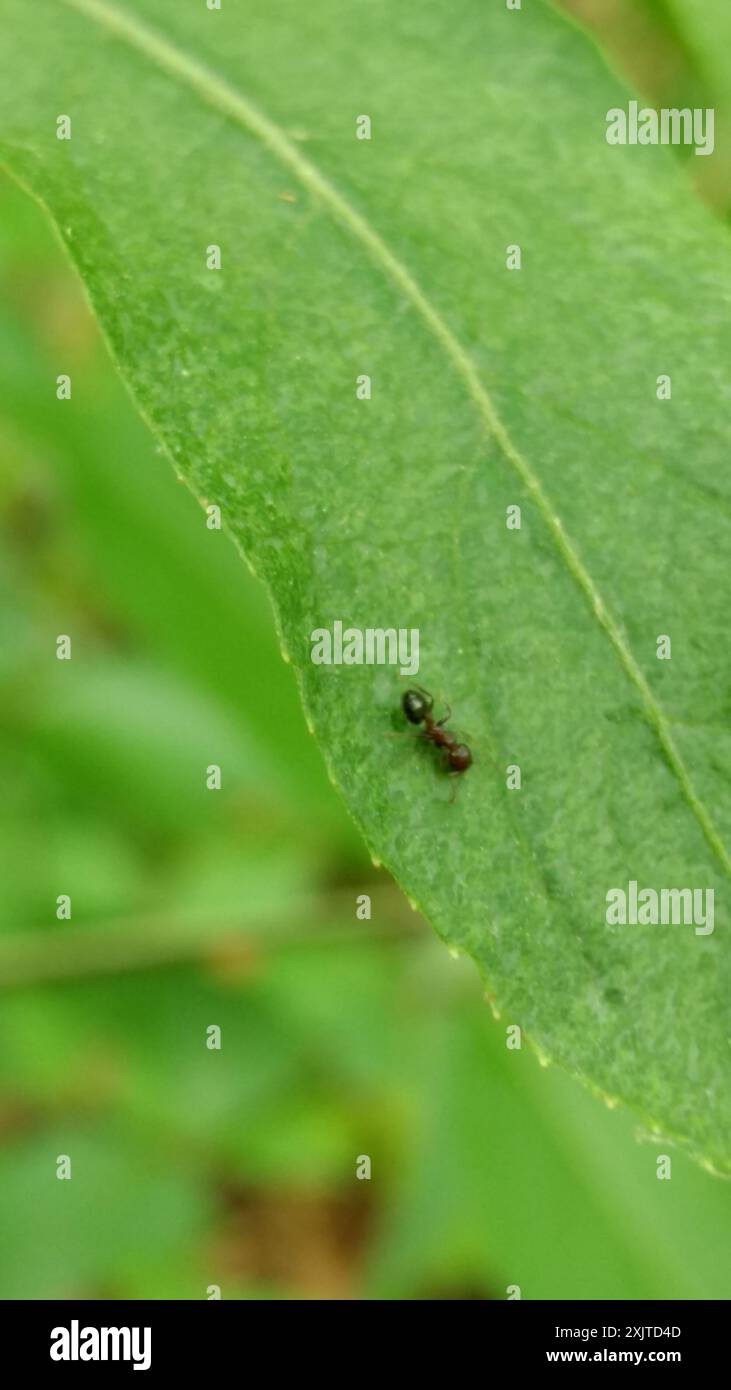 Acrobat Ants and Cocktail Ants (Crematogaster) Insecta Stock Photo - Alamy