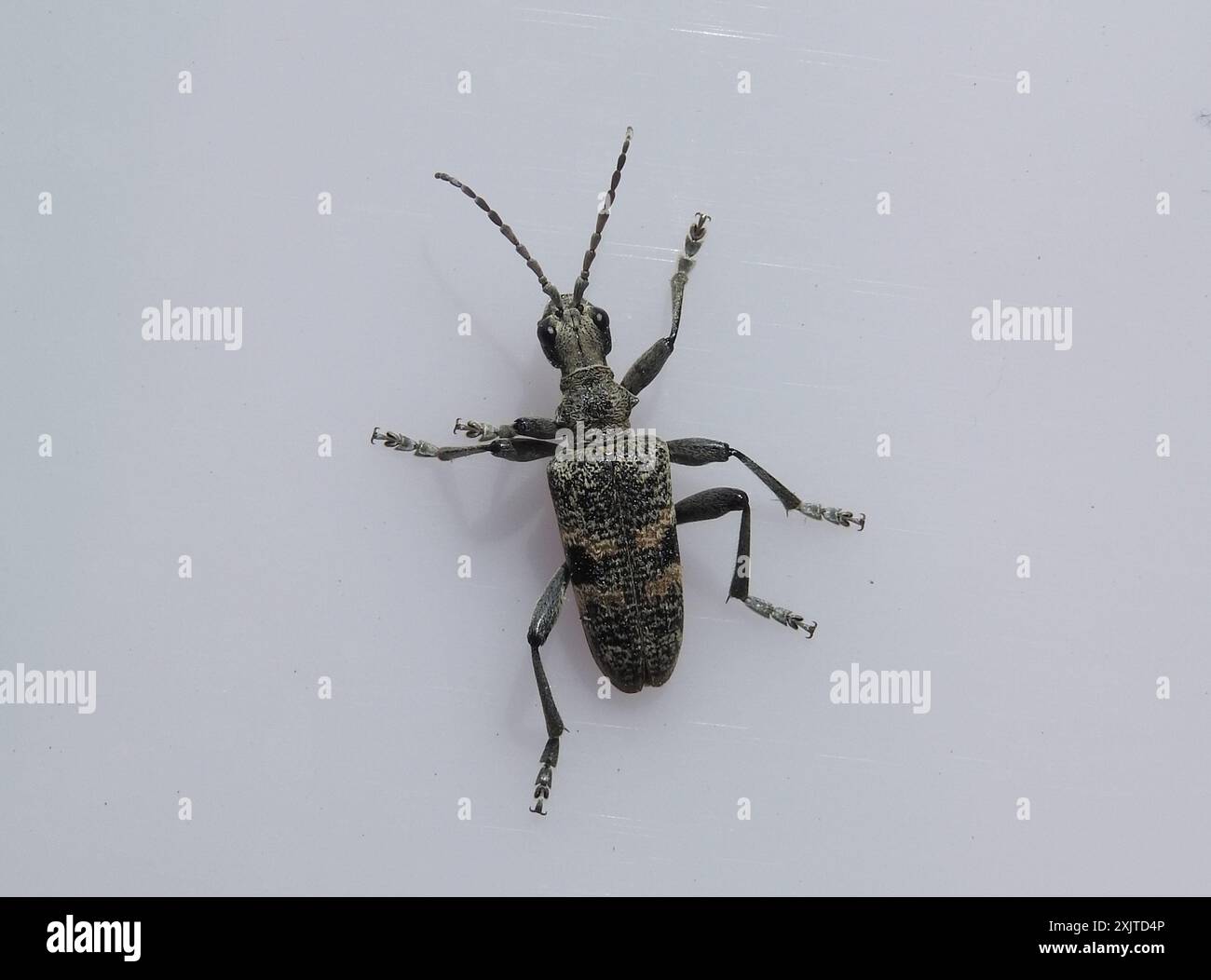 Blackspotted Longhorn Beetle (Rhagium mordax) Insecta Stock Photo - Alamy